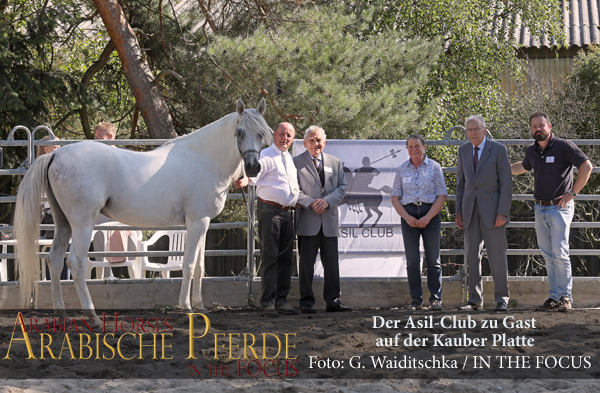 Asil Club Treffen auf der Kauber Platte – Arabische Pferde – IN THE FOCUS