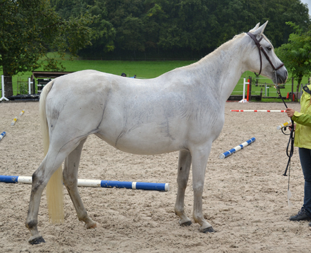 September 16, 2019 – Arabische Pferde – IN THE FOCUS