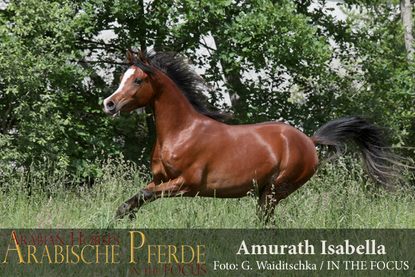 Gestüt Amurath – Im Wandel der Zeit – Arabische Pferde – IN THE FOCUS